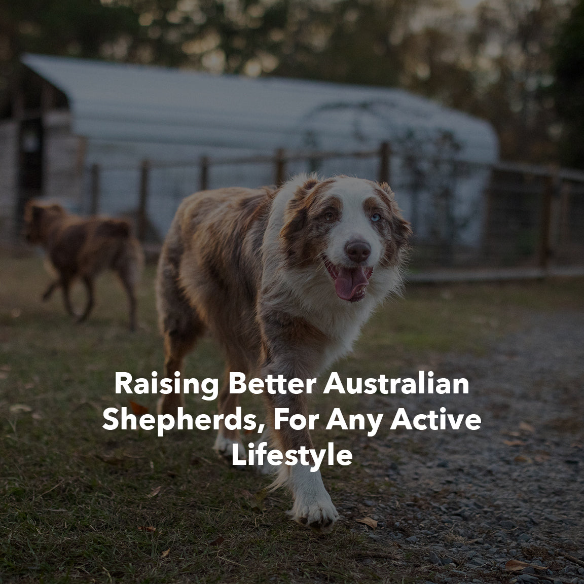 Working Aussies Homestead